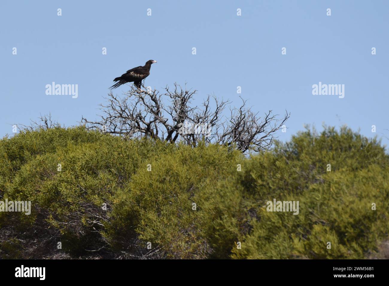 The Wedge Tailed Eagle Aquila Audax Is The Largest Bird Of Prey In