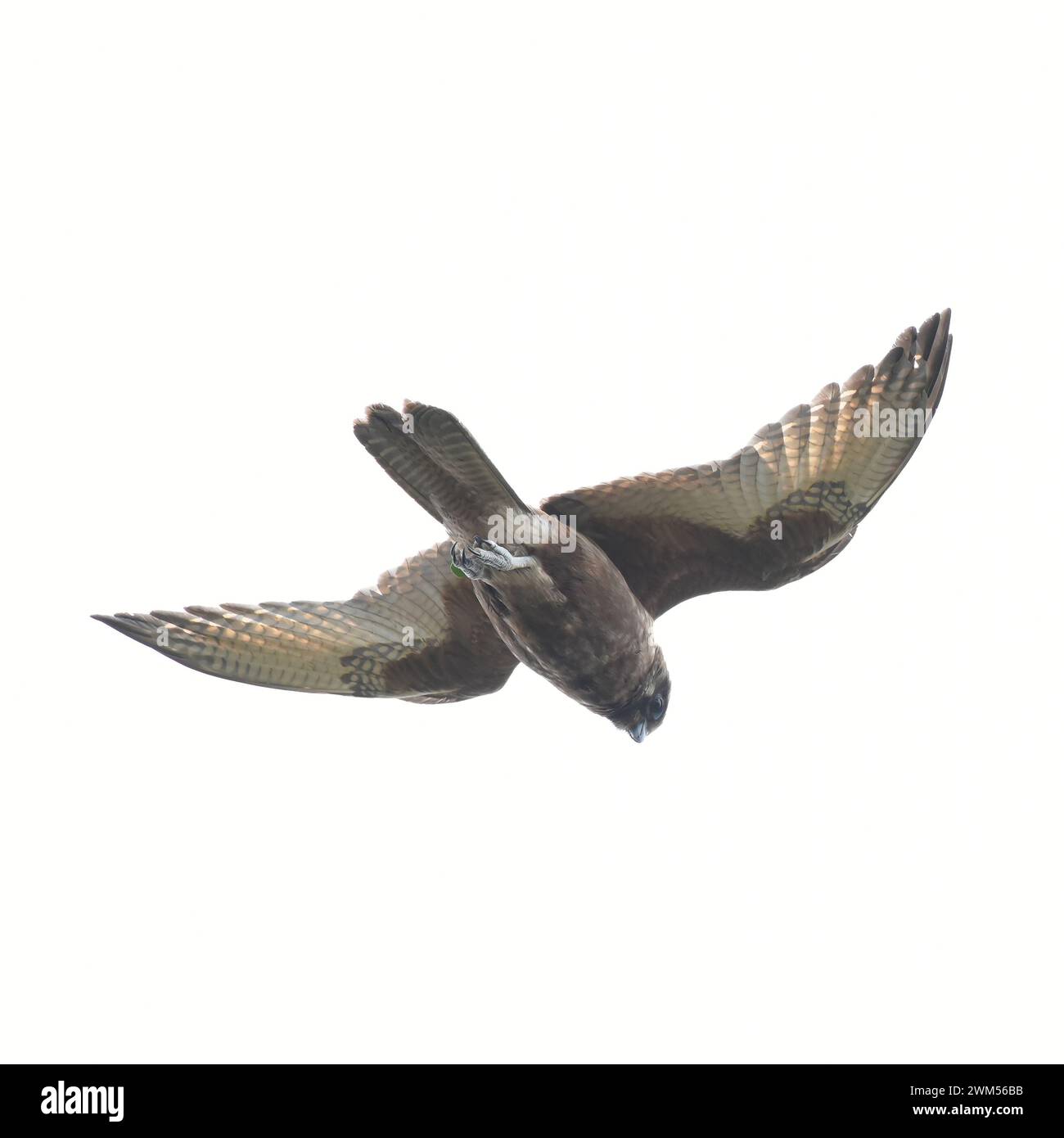 Brown Falcon (Falco berigora) hovering in strong wind Stock Photo - Alamy