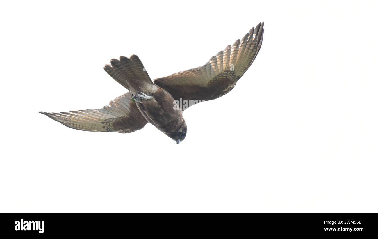 Brown Falcon (Falco berigora) hovering in strong wind Stock Photo - Alamy
