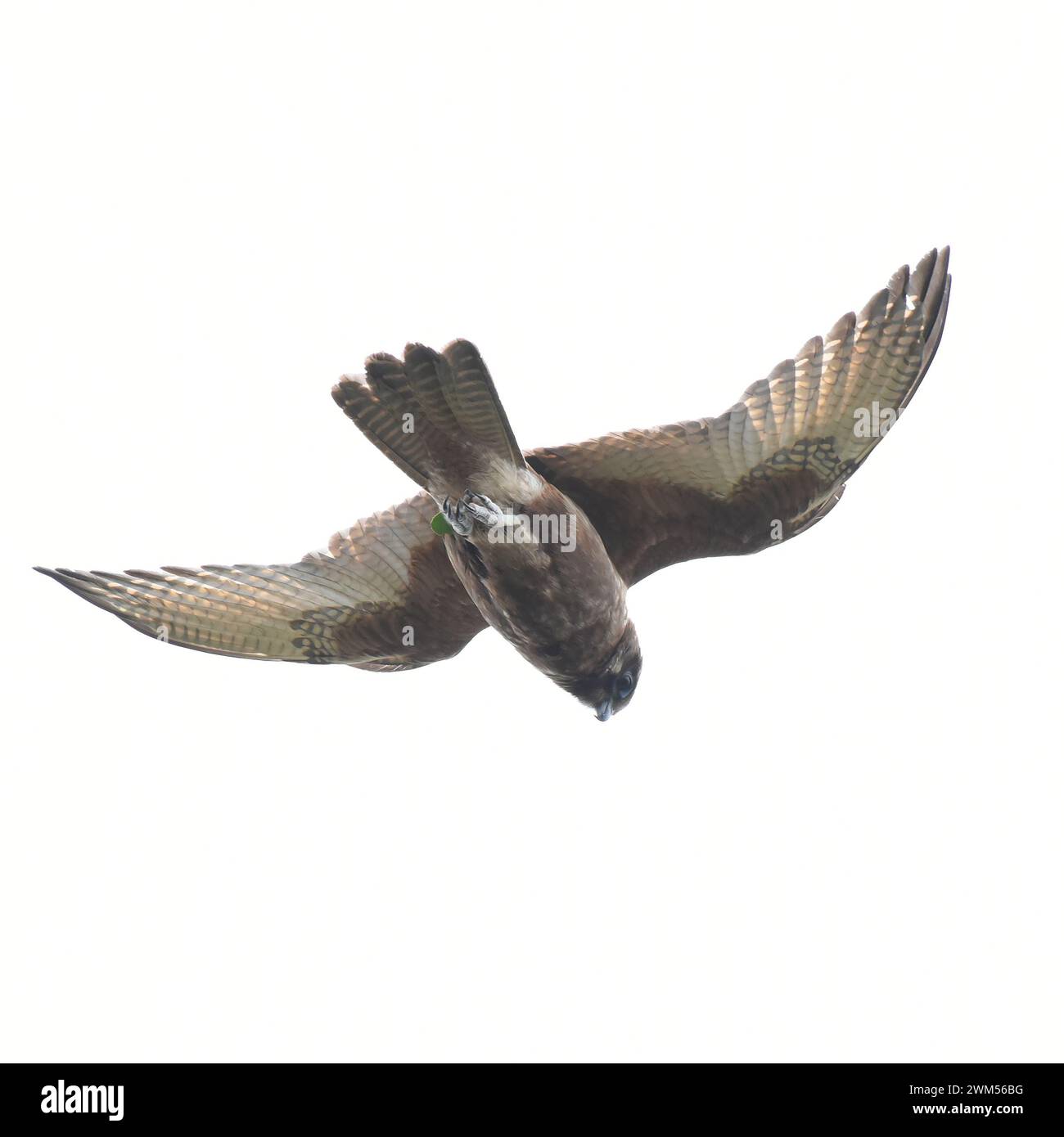 Wing falcon Cut Out Stock Images & Pictures - Alamy