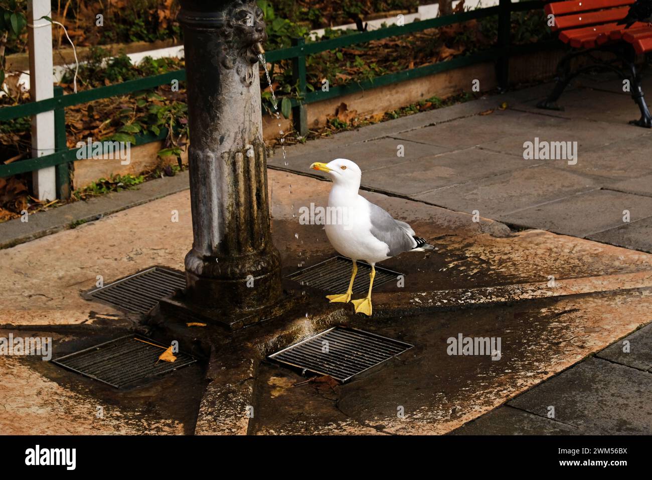 A seagull with white feather is drinking from fountain with its beak ...
