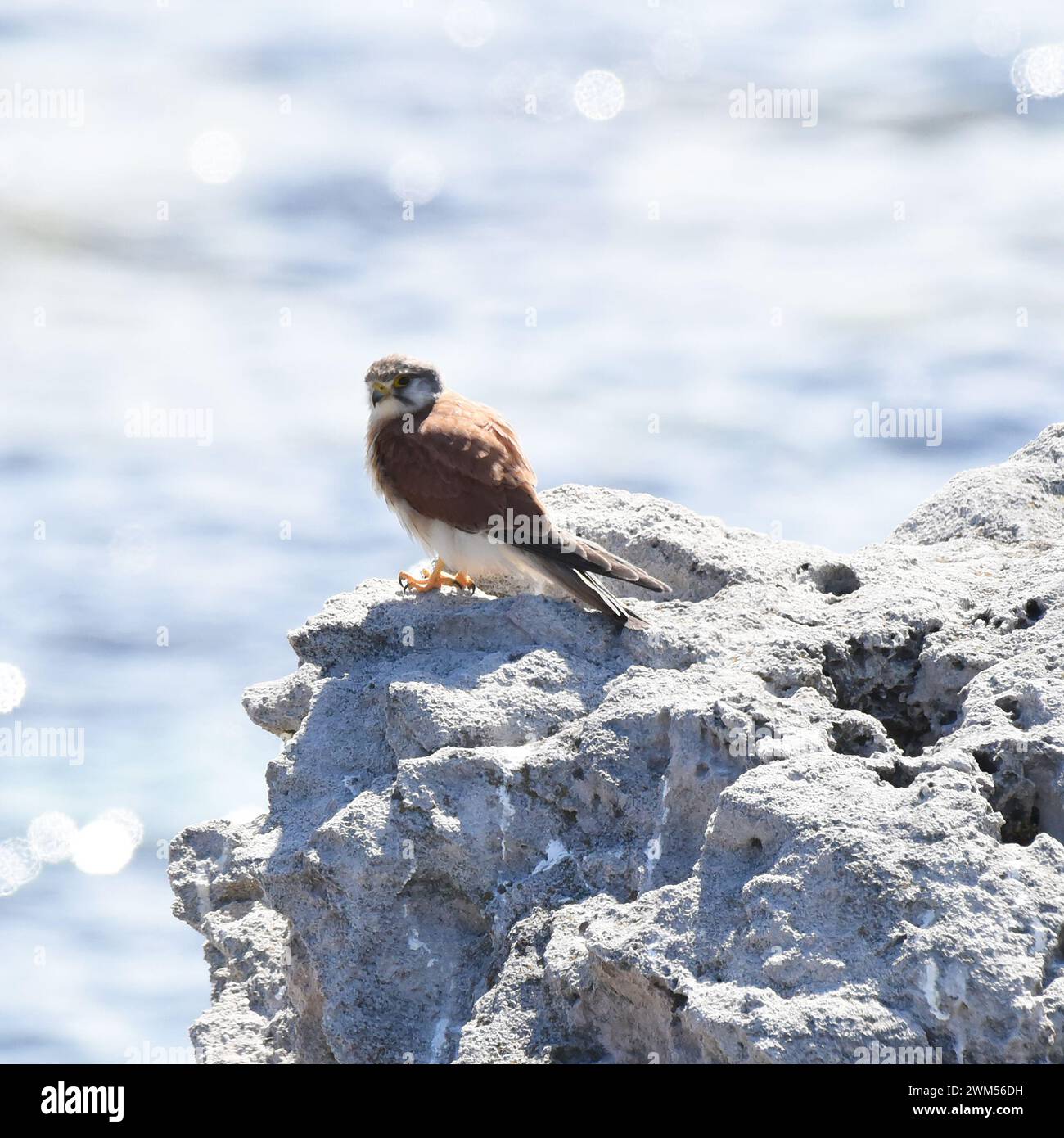Common australian bird of prey hi-res stock photography and images - Alamy