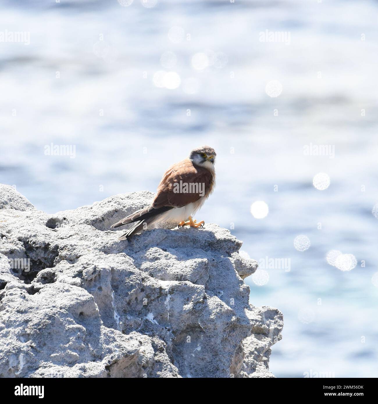 Common australian raptor hi-res stock photography and images - Alamy