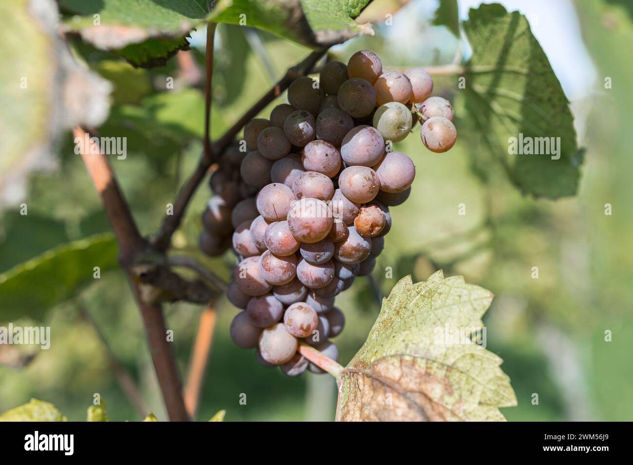 Grapes in an agriculture vineyard in nature outdoor Stock Photo - Alamy