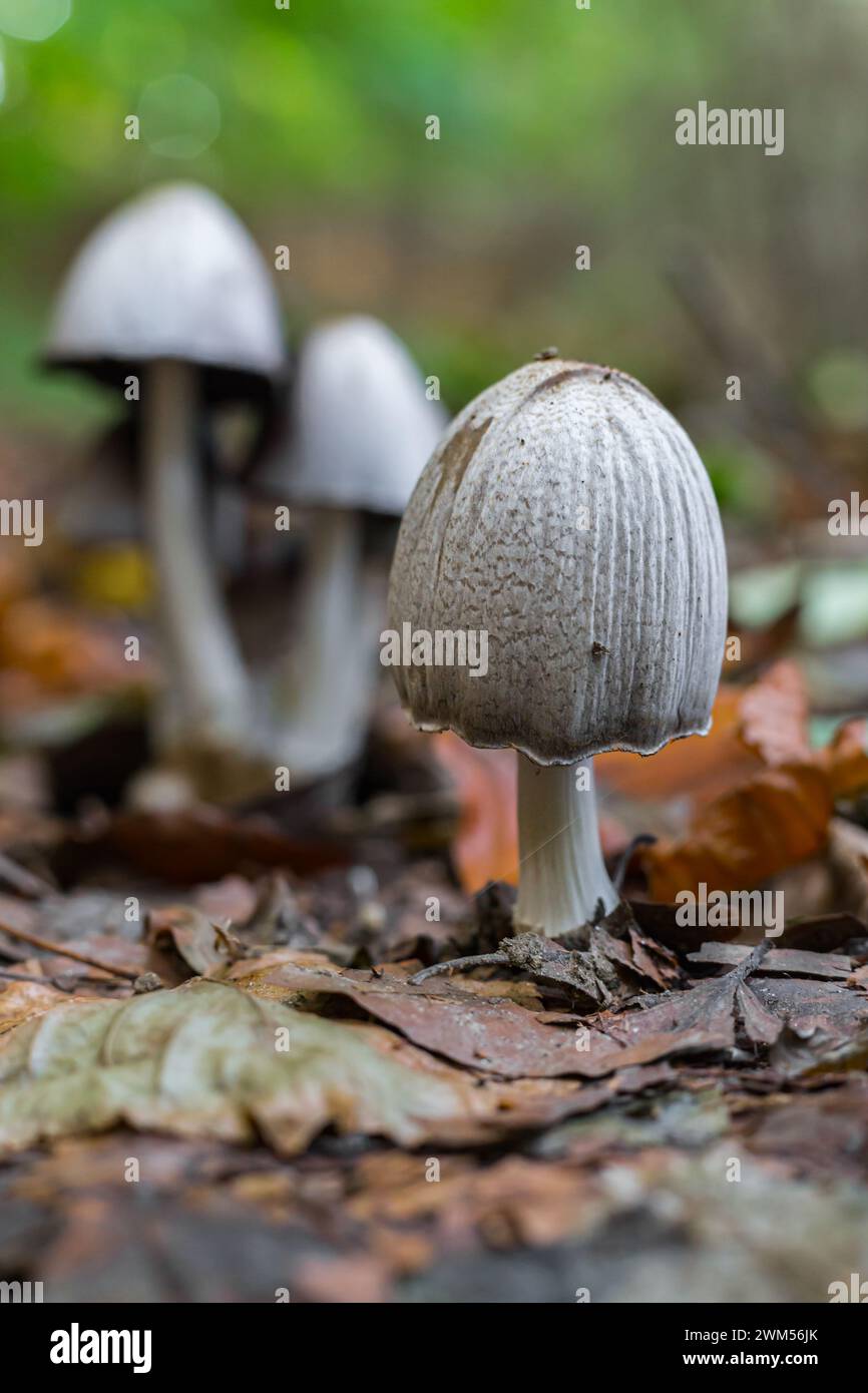 Ground growing fungi hi-res stock photography and images - Alamy
