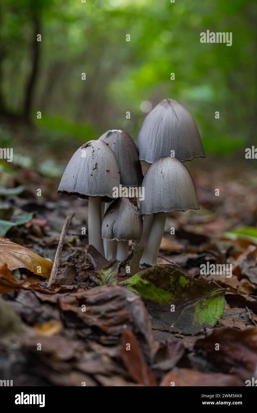 Ground growing fungi hi-res stock photography and images - Alamy