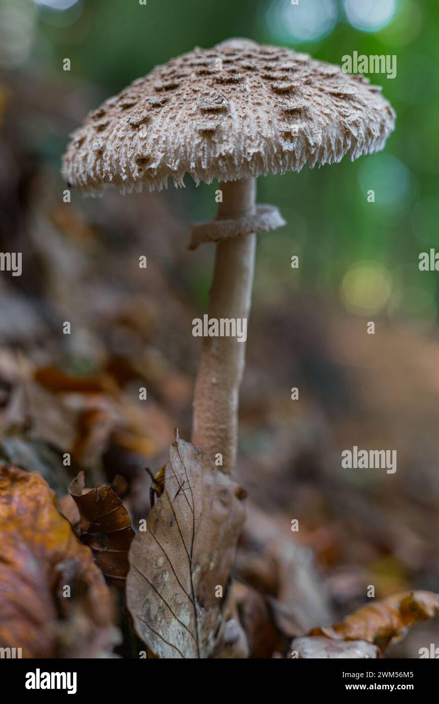 Ground growing fungi hi-res stock photography and images - Alamy