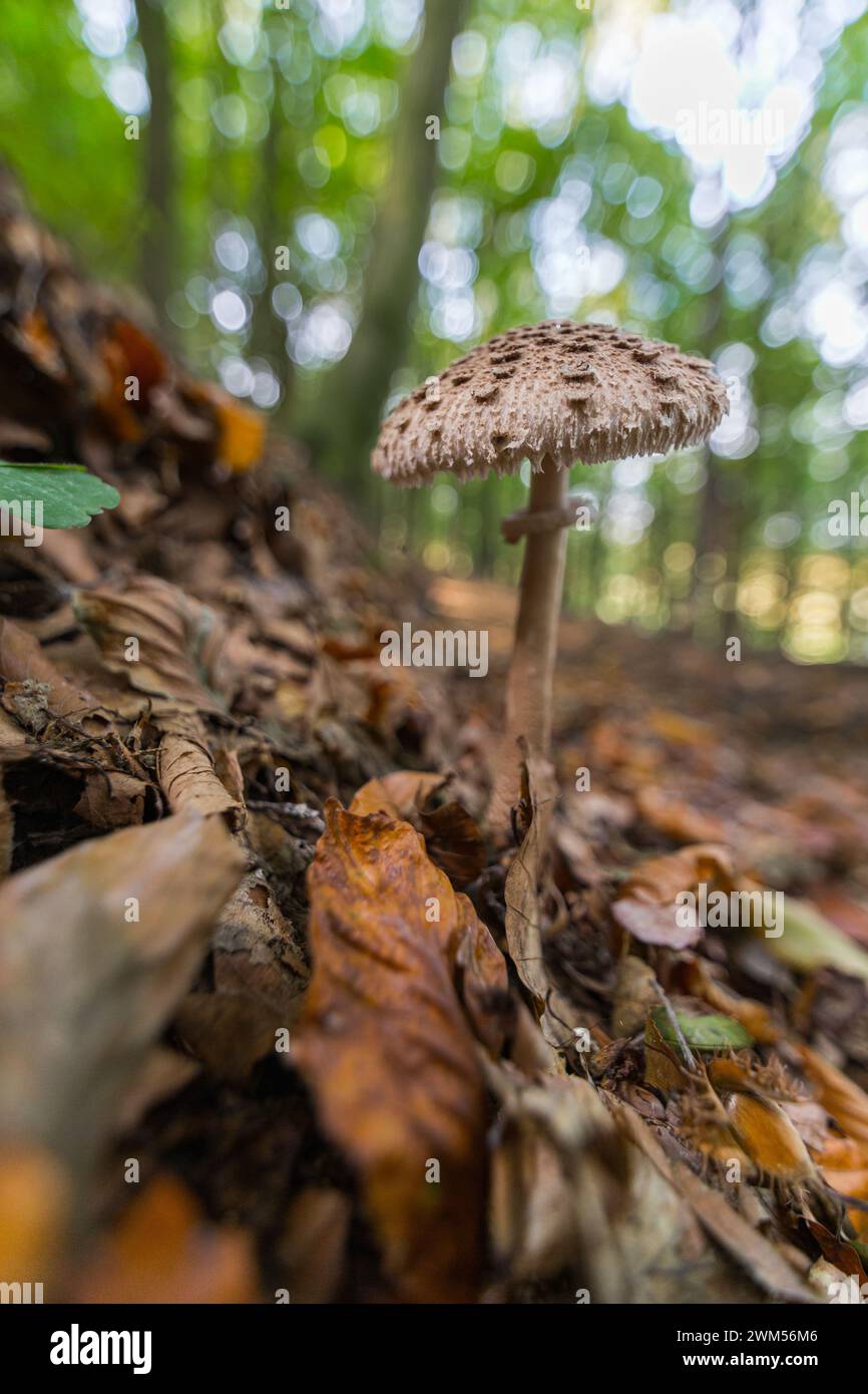 Ground growing fungi hi-res stock photography and images - Alamy