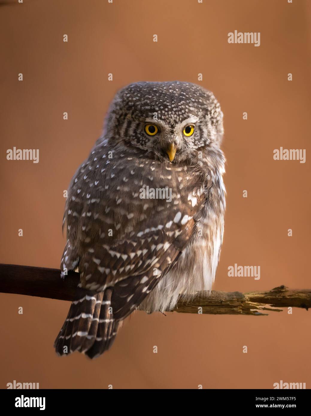 Pygmy owl Glaucidium passerinum little owl natural dark forest north ...