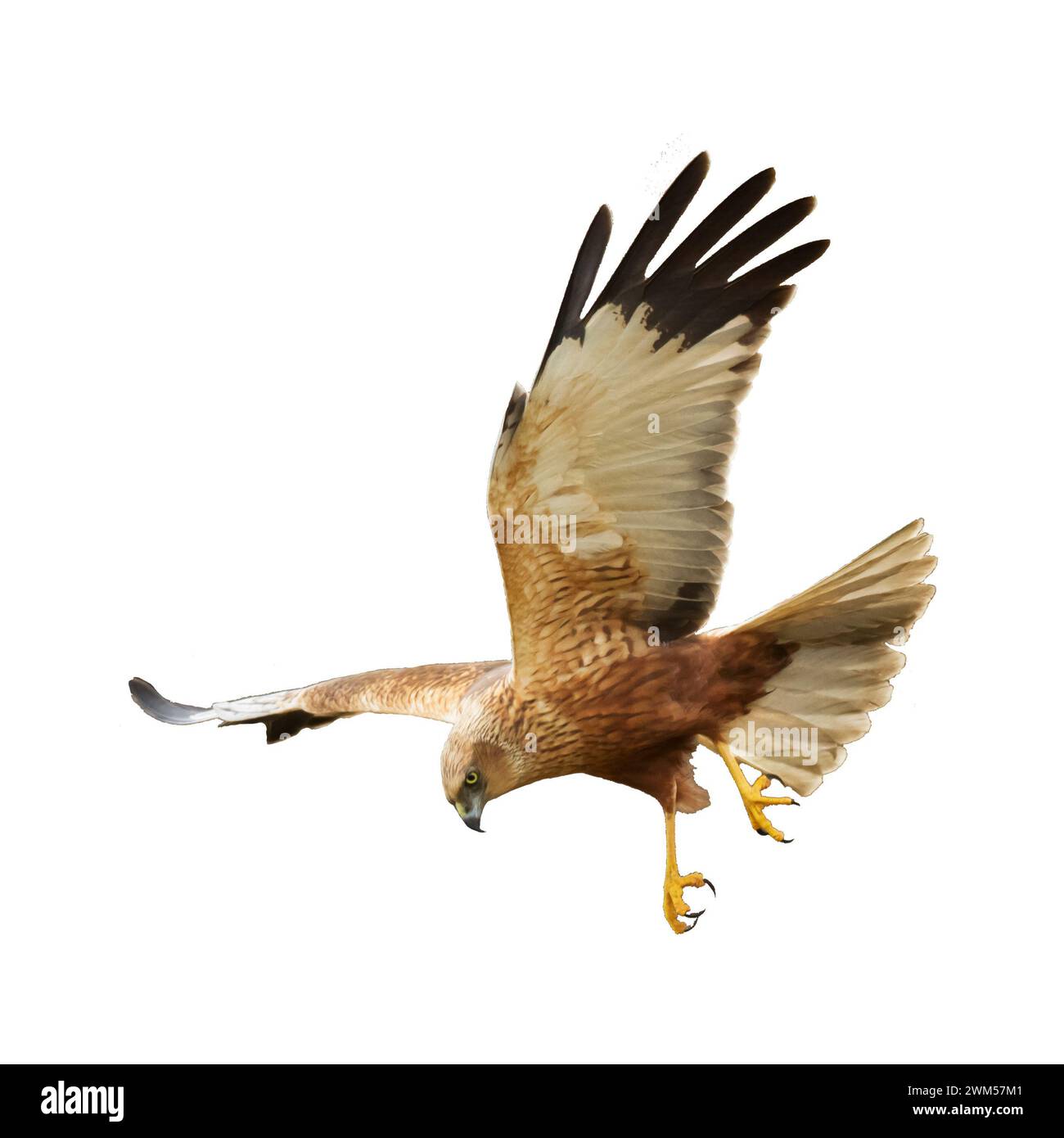 flying Bird of prey Marsh Harrier Circus aeruginosus isolated on white ...