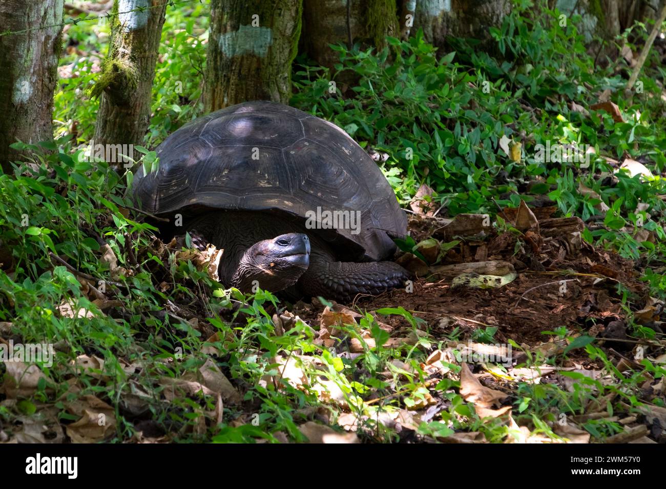 Giant tortoise sleeping under the shade of trees on the Galapagos ...