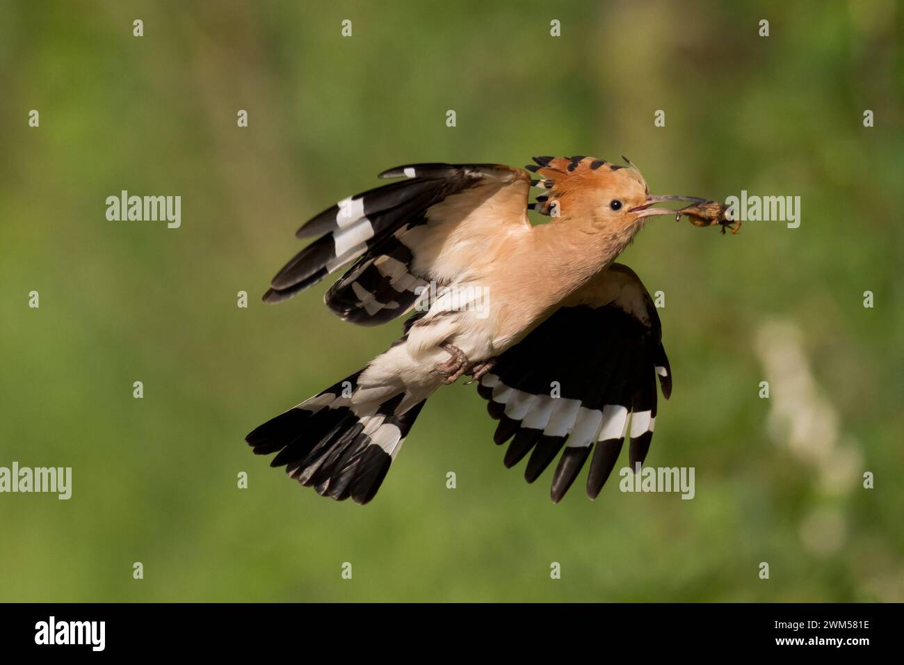 Bird Hoopoe Upupa epops, summer time in Poland Europe flying bird Stock ...
