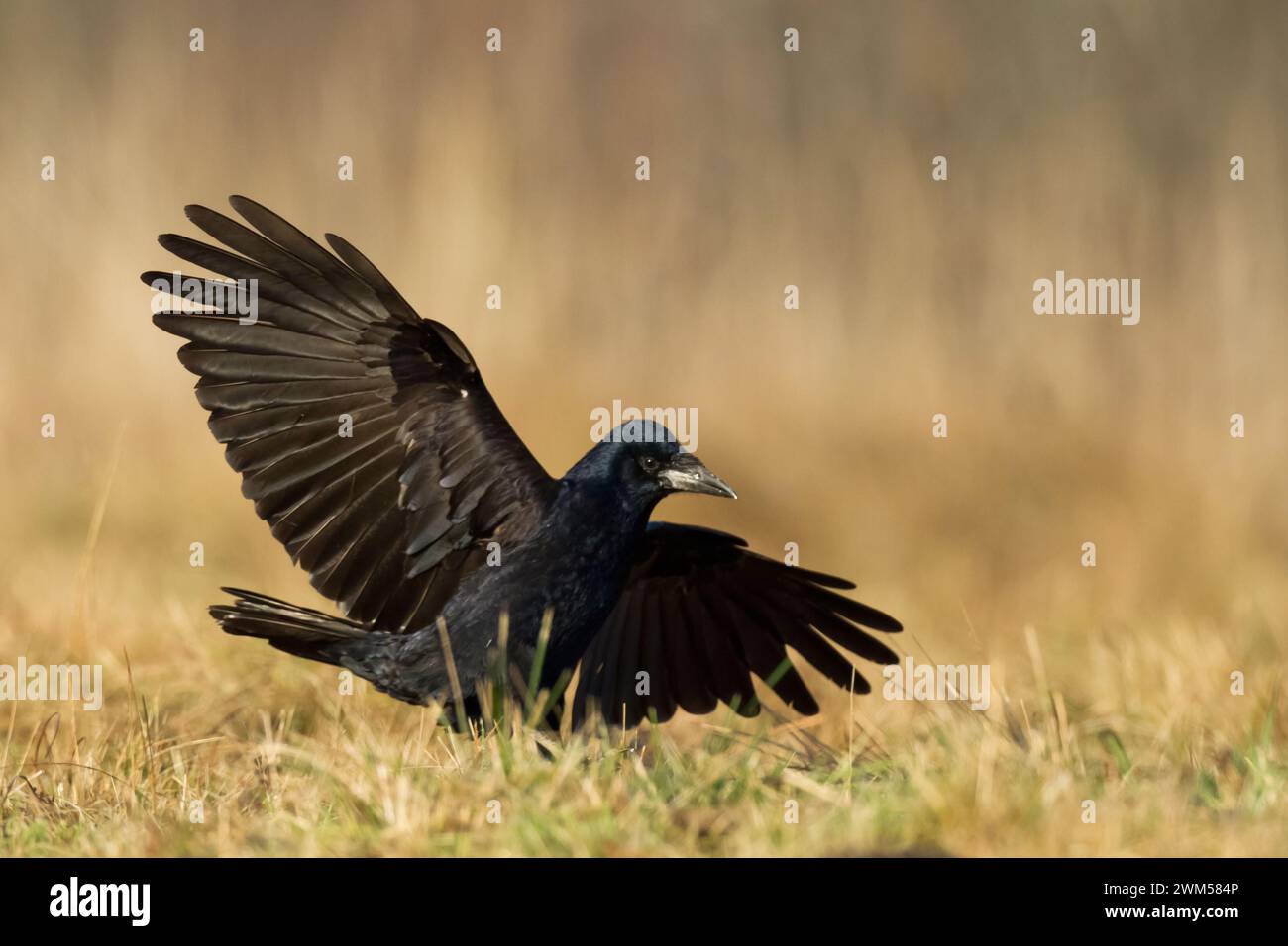 Rook bird hi-res stock photography and images - Alamy