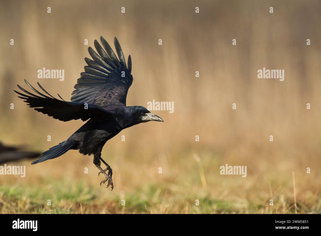 flying Bird Rook corvus frugilegus landing, black bird in winter time ...