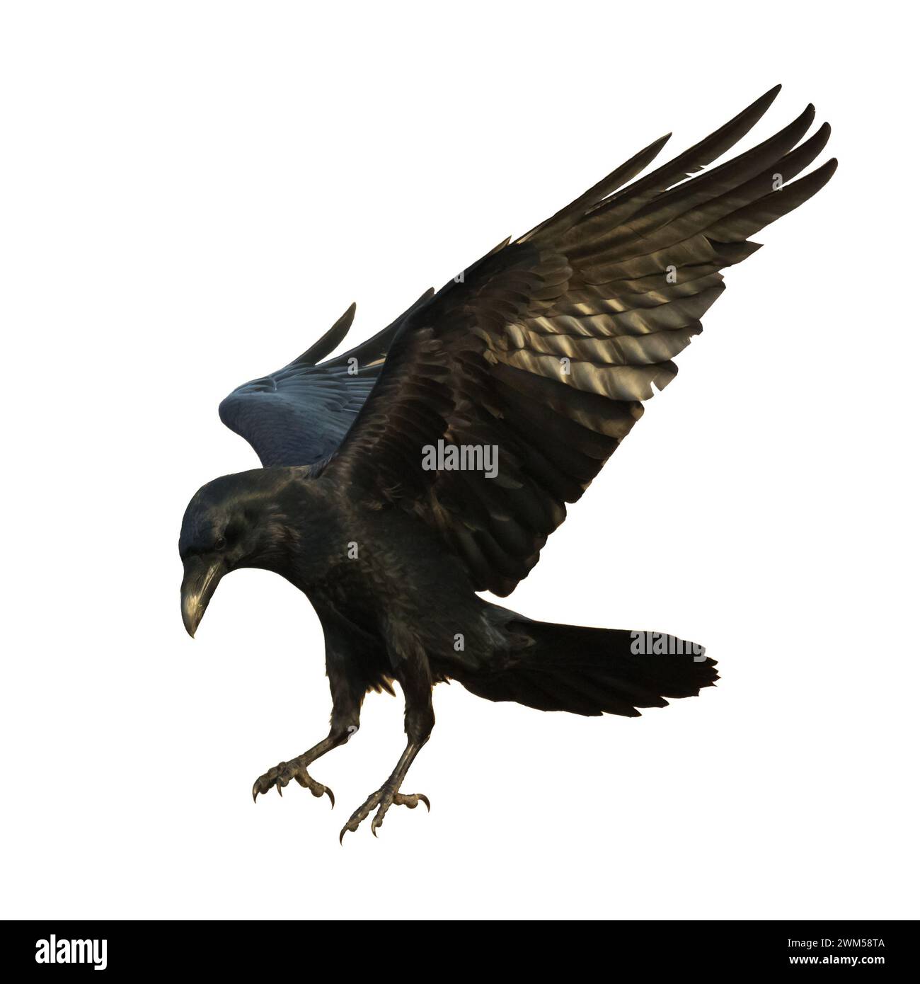 Bird flying raven isolated on white background Corvus corax. Halloween ...