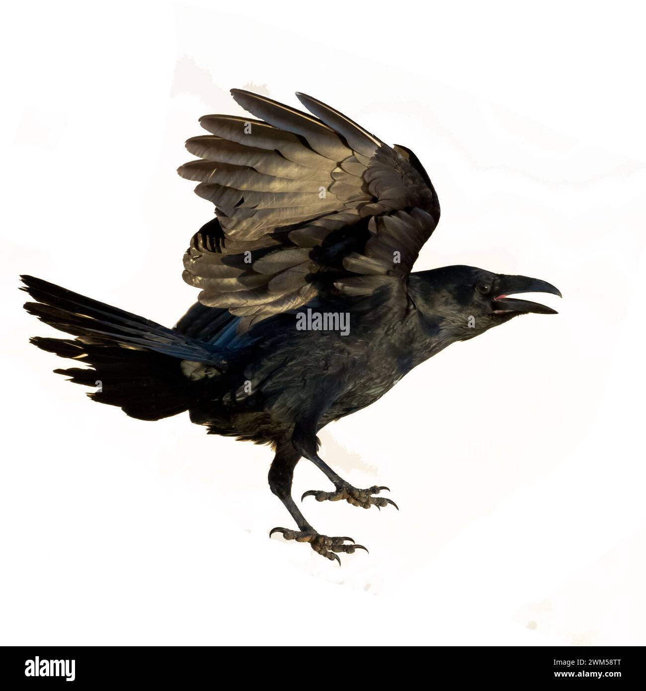 Bird flying raven isolated on white background Corvus corax. Halloween ...