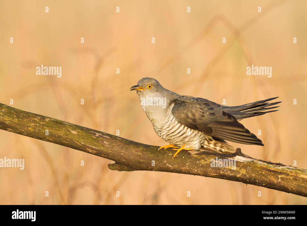 Cuckoo, Cuculus canorus, single bird - male on blurred background ...
