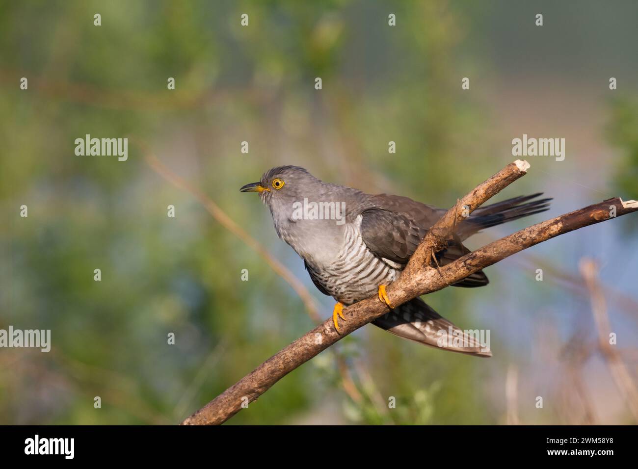 Cuckoo, Cuculus canorus, single bird - male on blurred background ...