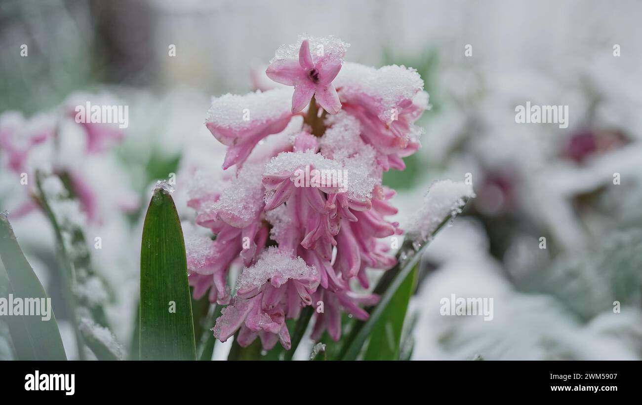 Pink hyacinth in garden under last early spring snow. Cold temperature, frost Stock Photo - Alamy