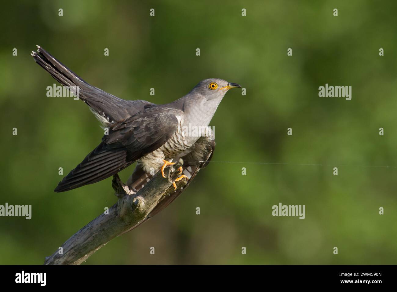 Cuckoo, Cuculus canorus, single bird - male on blurred background ...