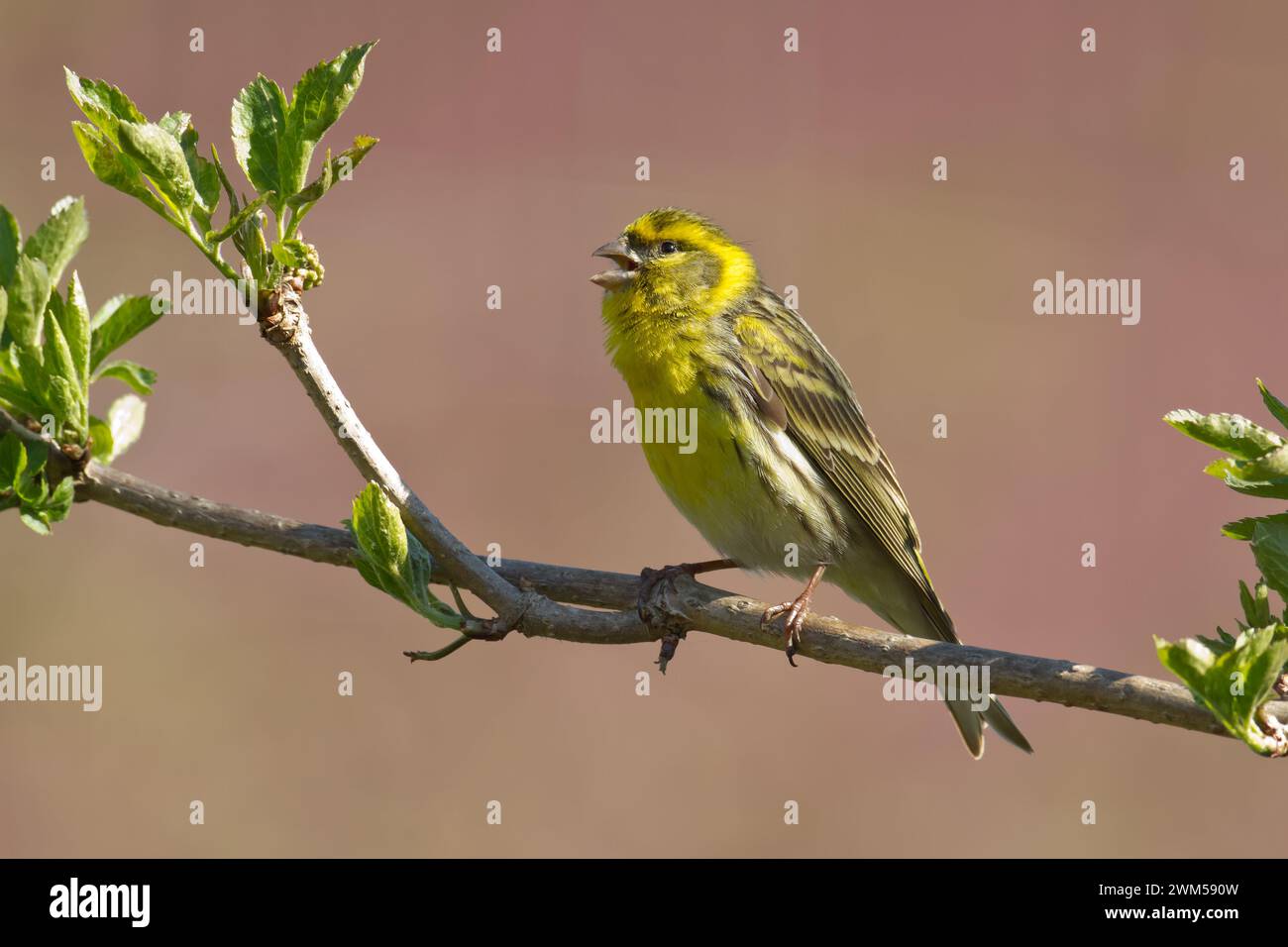 Songbird europe hi-res stock photography and images - Alamy
