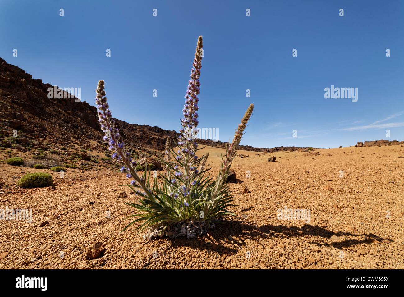 Blue bugloss / Tajinaste picante (Echium auberianum), a rare high ...