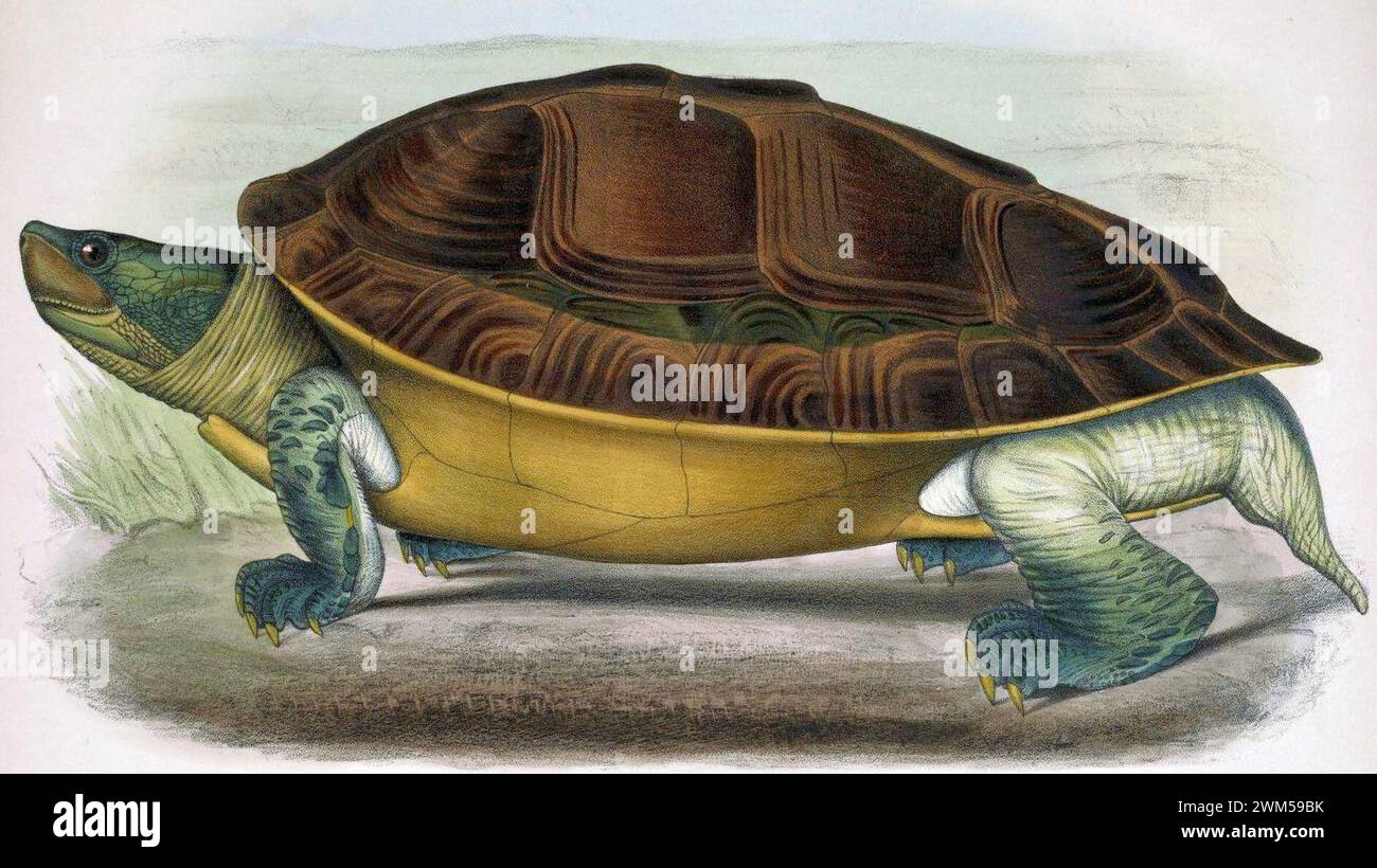 Batagur trivittata hi-res stock photography and images - Alamy