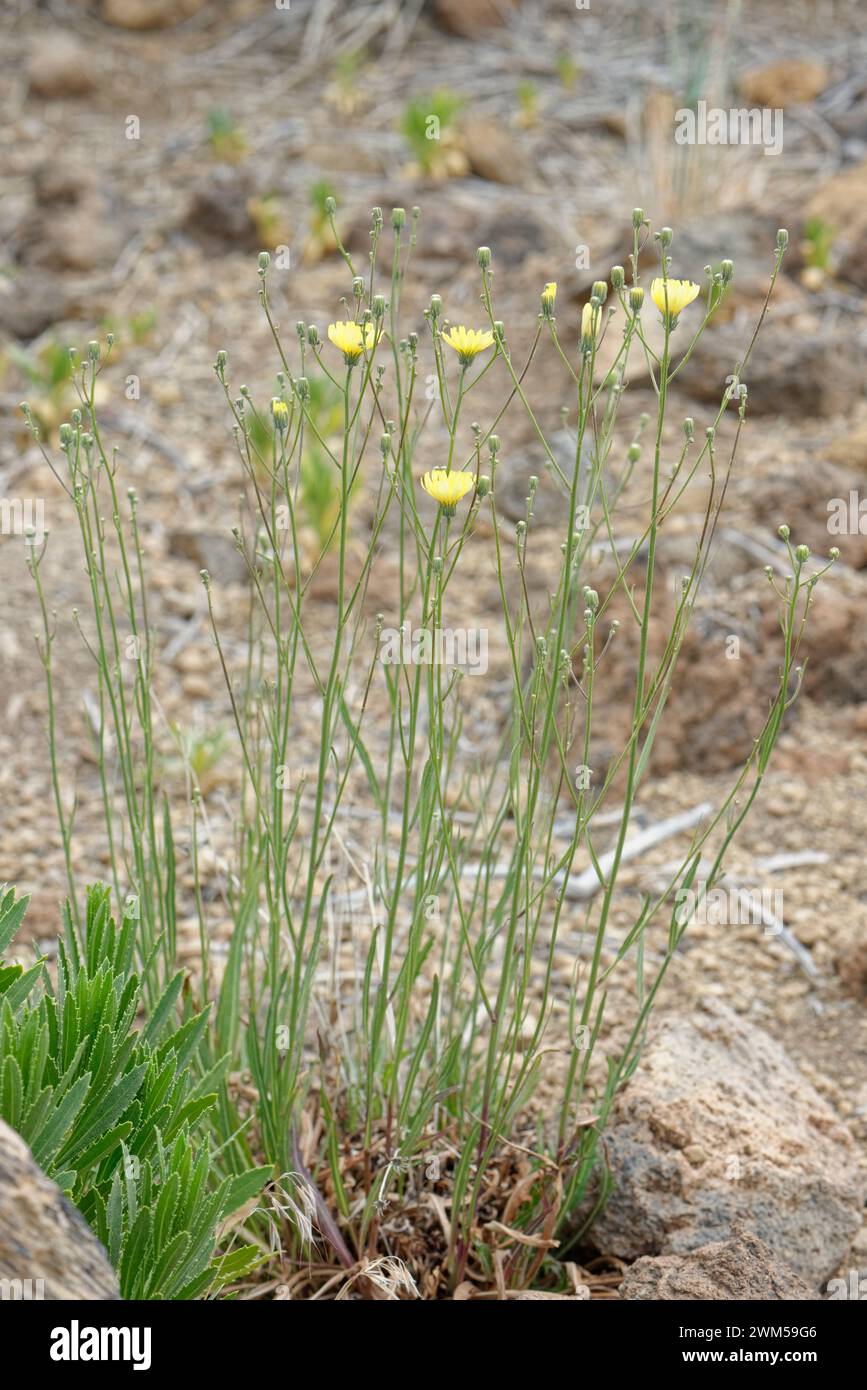 Flor de tenerife hi-res stock photography and images - Alamy