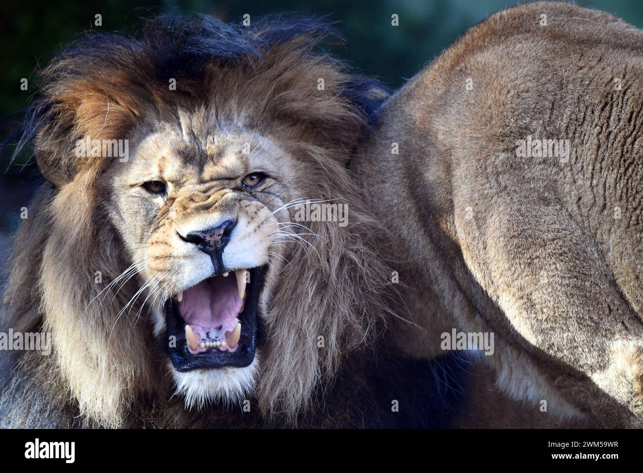 Zoological atlas hi-res stock photography and images - Alamy