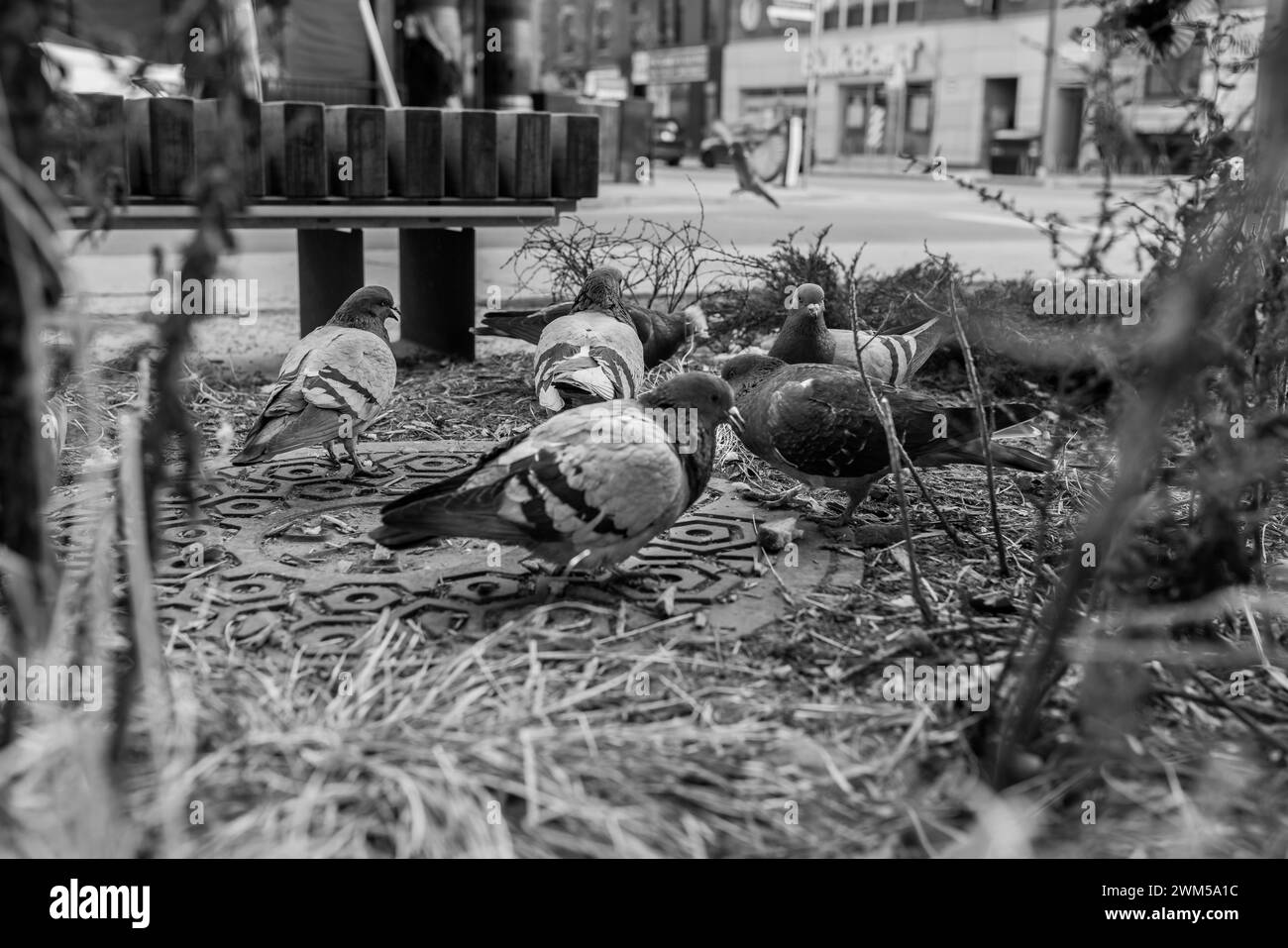Toronto, Canada - Doves in city on a green area Stock Photo - Alamy