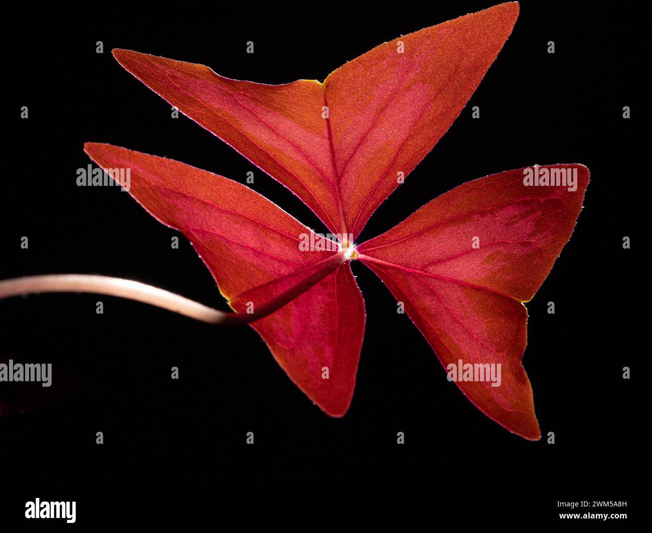 Sorrel plant hi-res stock photography and images - Alamy