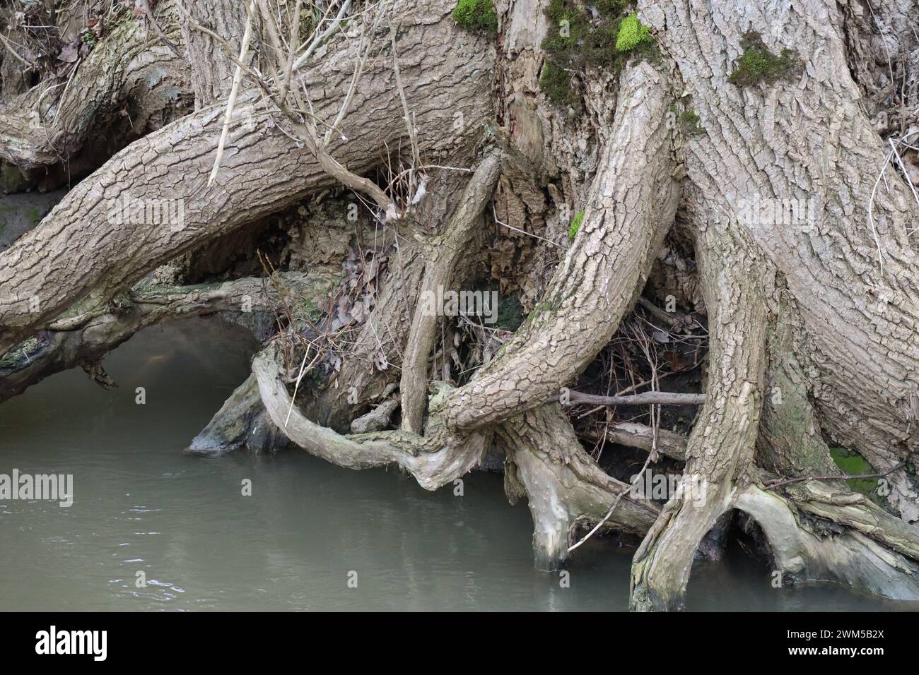 Octopus roots hi-res stock photography and images - Alamy
