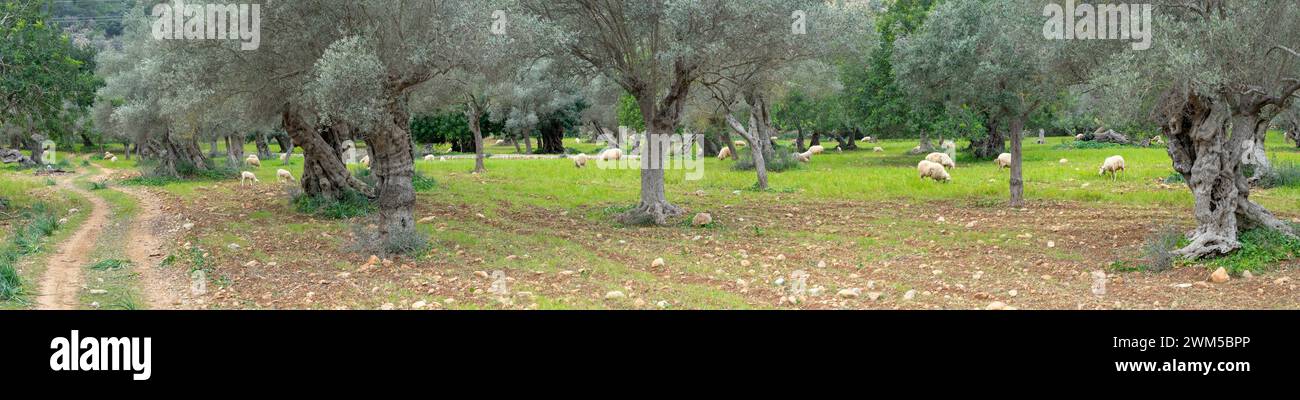 Pastoral Tranquility: Sheep Grazing Among Ancient Olive Trees Stock ...