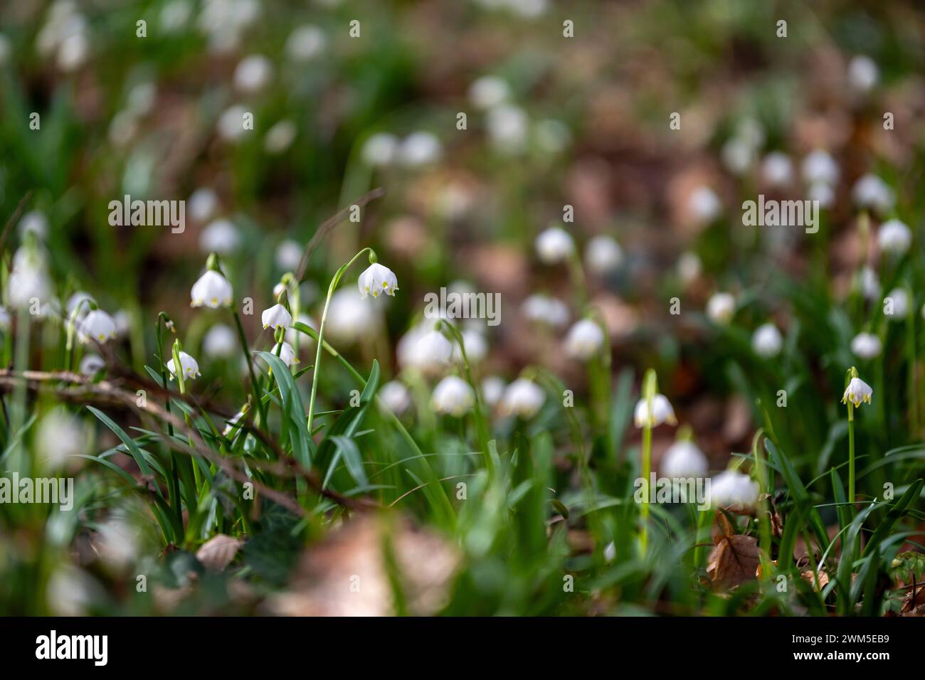 Zagreb, Croatia. 24th Feb, 2024. The snowdrop blooming has become a ...