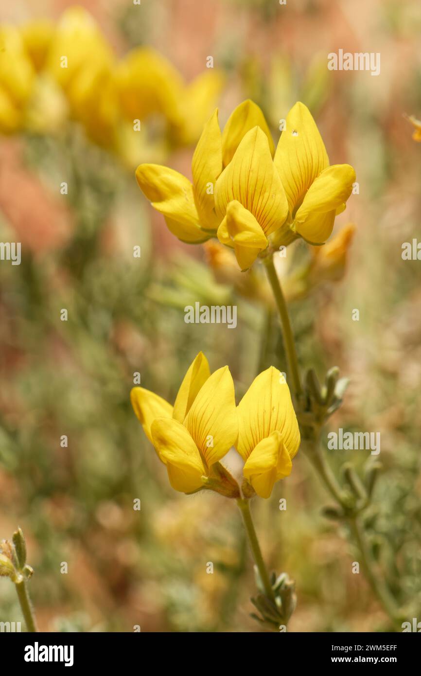 Tenerife Bird’s-foot trefoil / Corazoncillo de Tenerife (Lotus ...