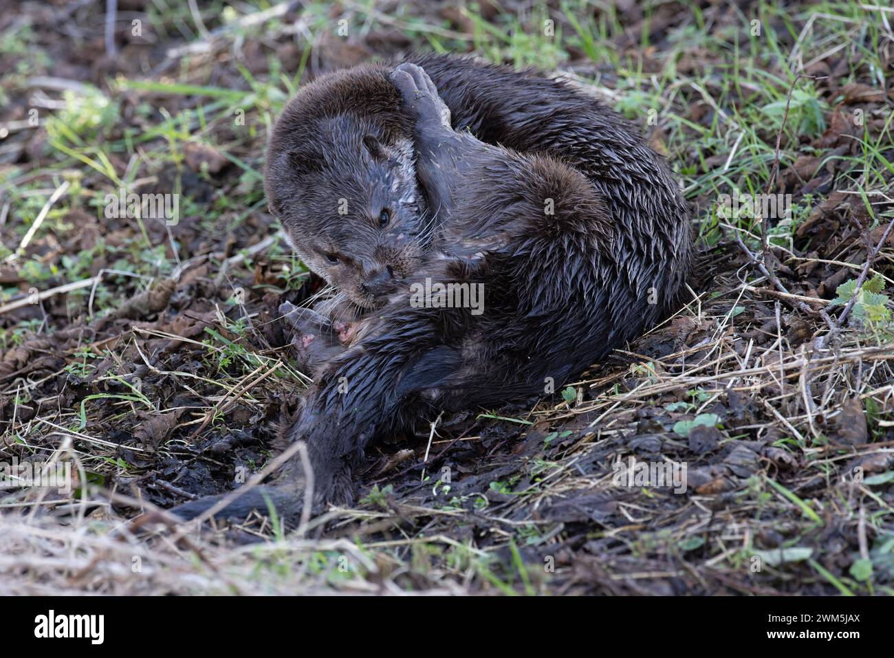 Common Otter (Lutra lutra) with injuries caused by a dog Norfolk ...