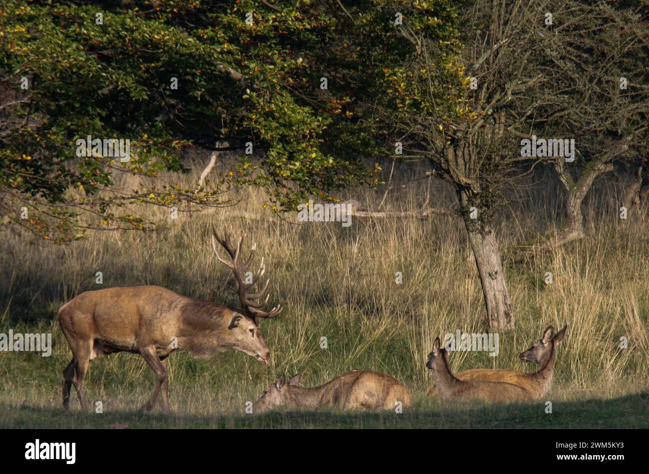 Red deer herd during the rutting season in the Natural Park Dyrehaven ...