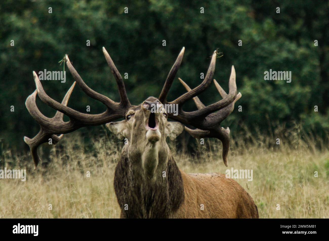 Dyrahaven natural park hi-res stock photography and images - Alamy