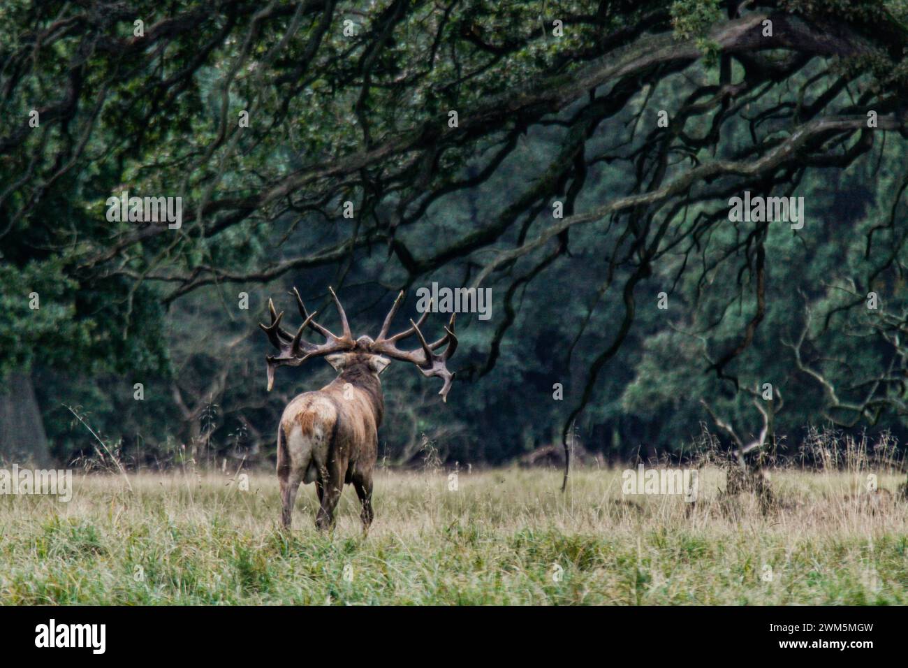 Deer slab, a behavior of the rutting season for this big red deer male ...