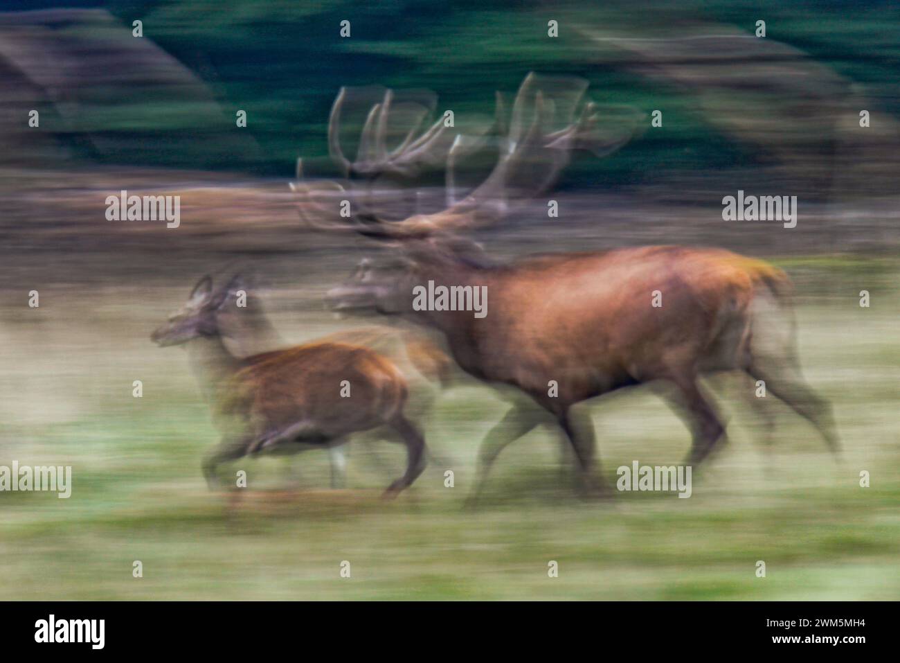 Motion blur effect : red deer male and female running during the ...