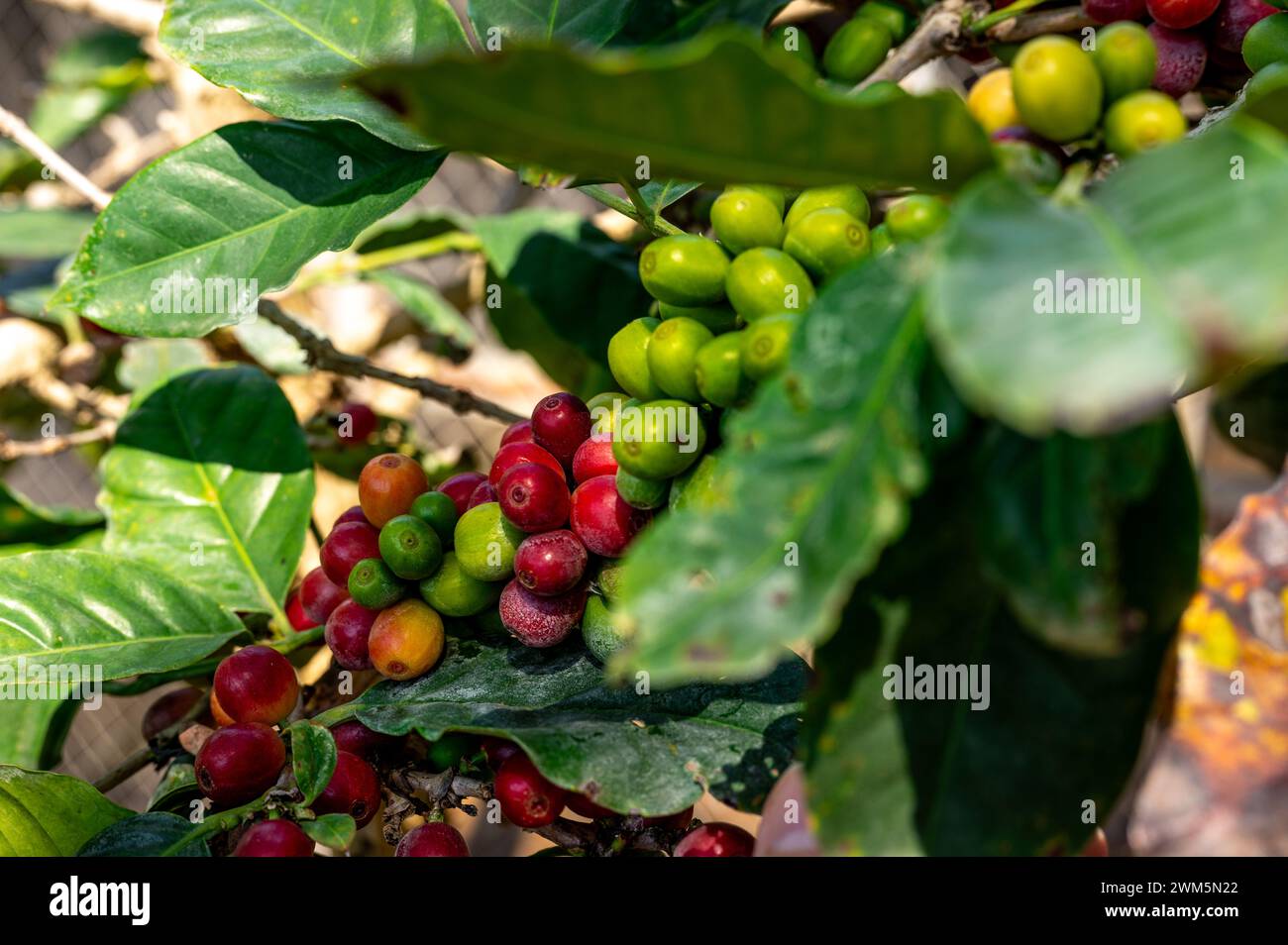 image capturing coffee beans in various stages of ripening on branches of coffee tree ...