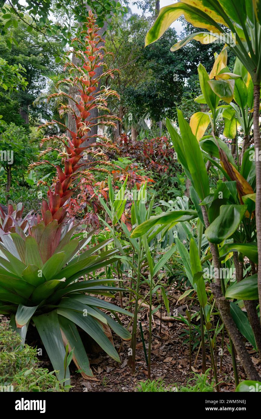 Imperial Bromeliad (Alcantarea imperialis) a rare giant bromeliad from ...