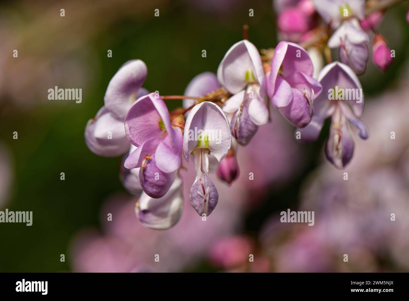 Native trees of florida hi-res stock photography and images - Alamy