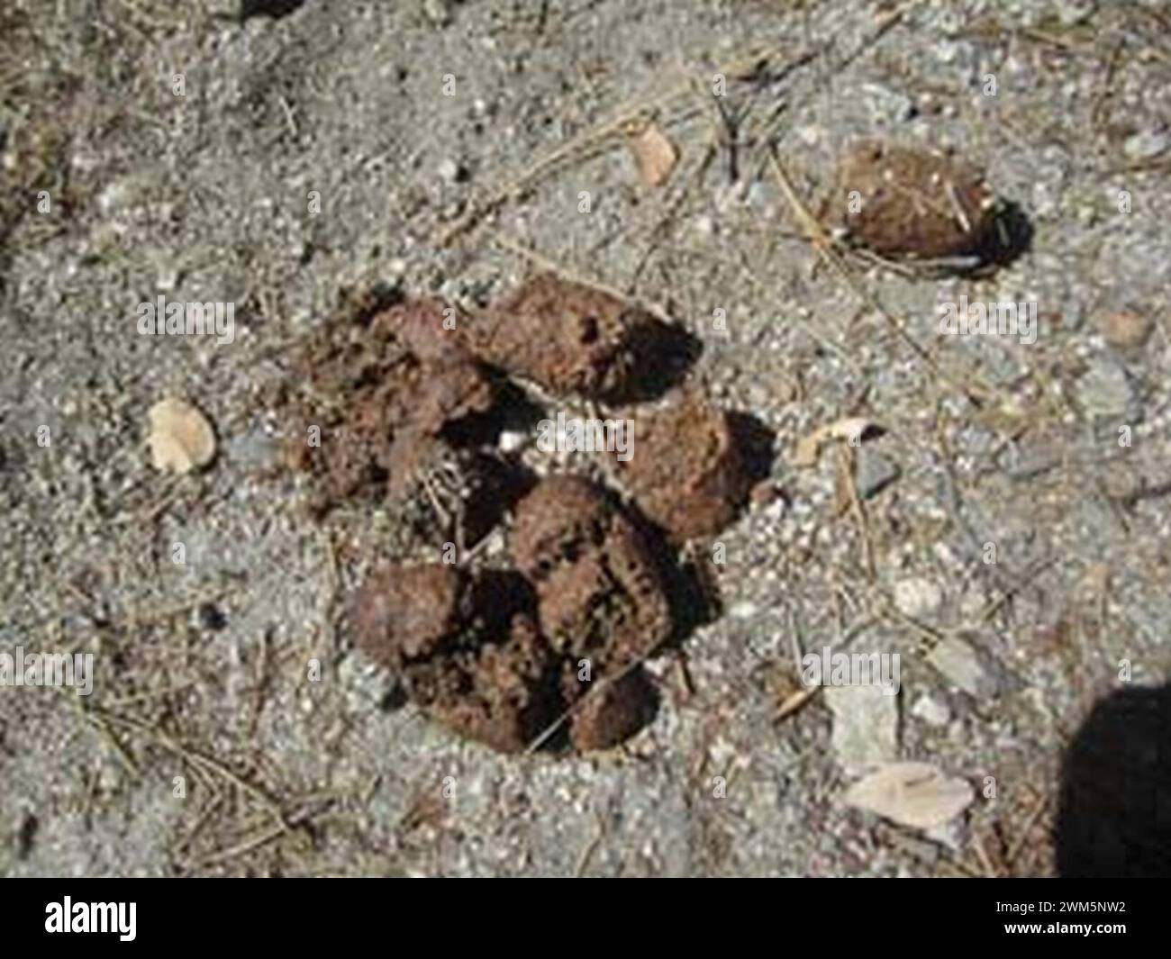 Bear Scat NWS Stock Photo - Alamy