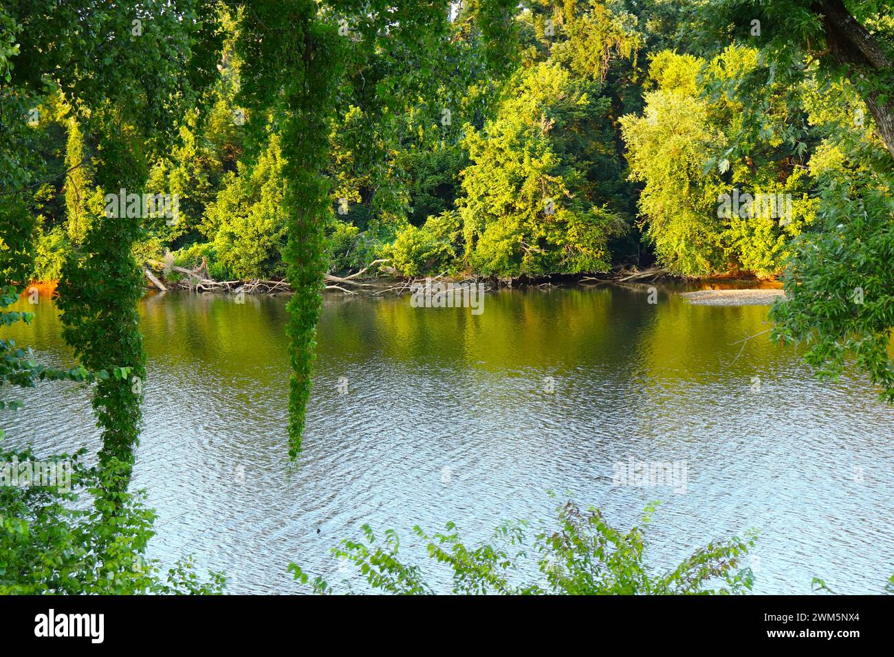 Plants trailing over water hi-res stock photography and images - Alamy