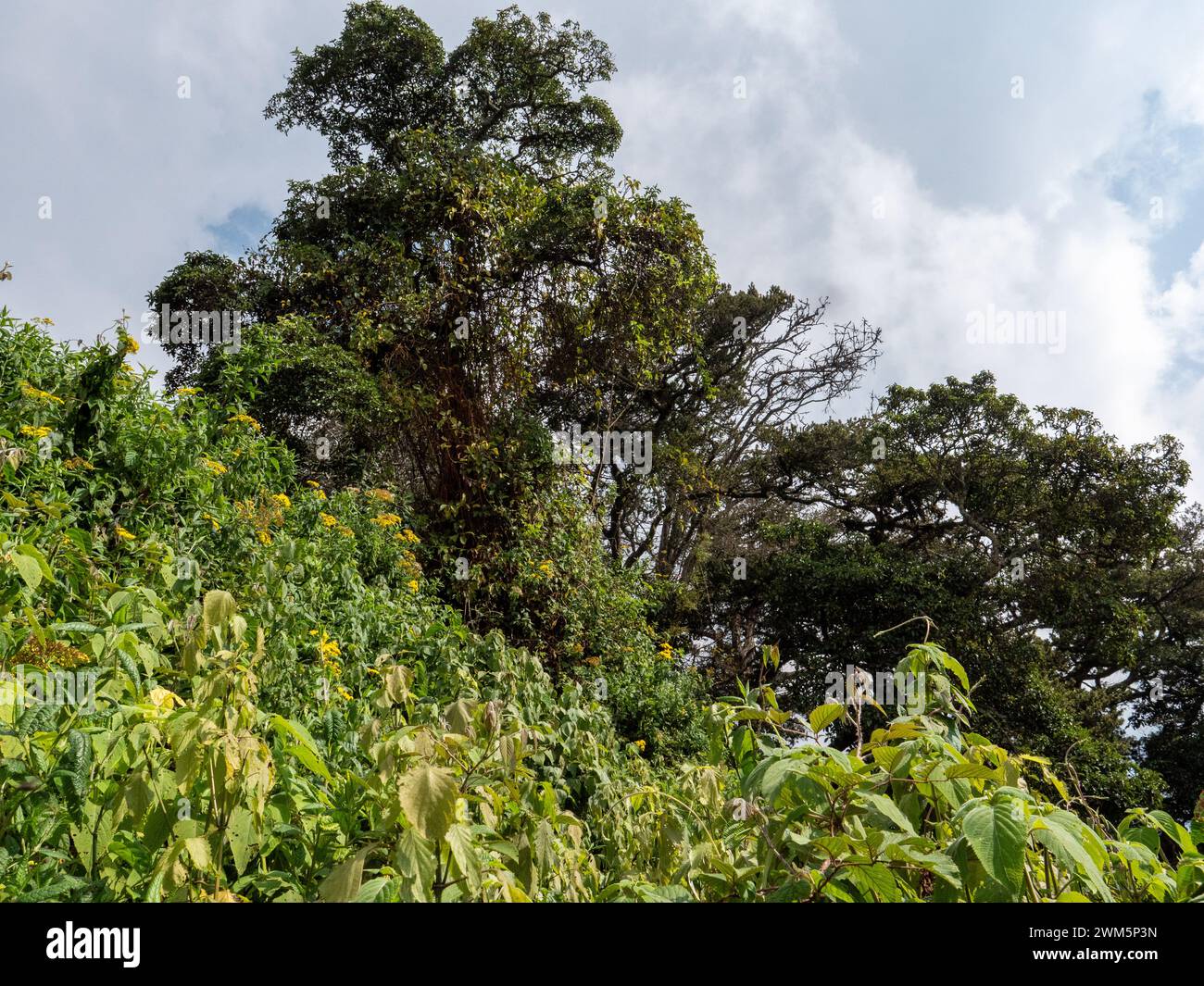 On the Kilembe Trail in the Rwenzori Mountains in Uganda Stock Photo ...