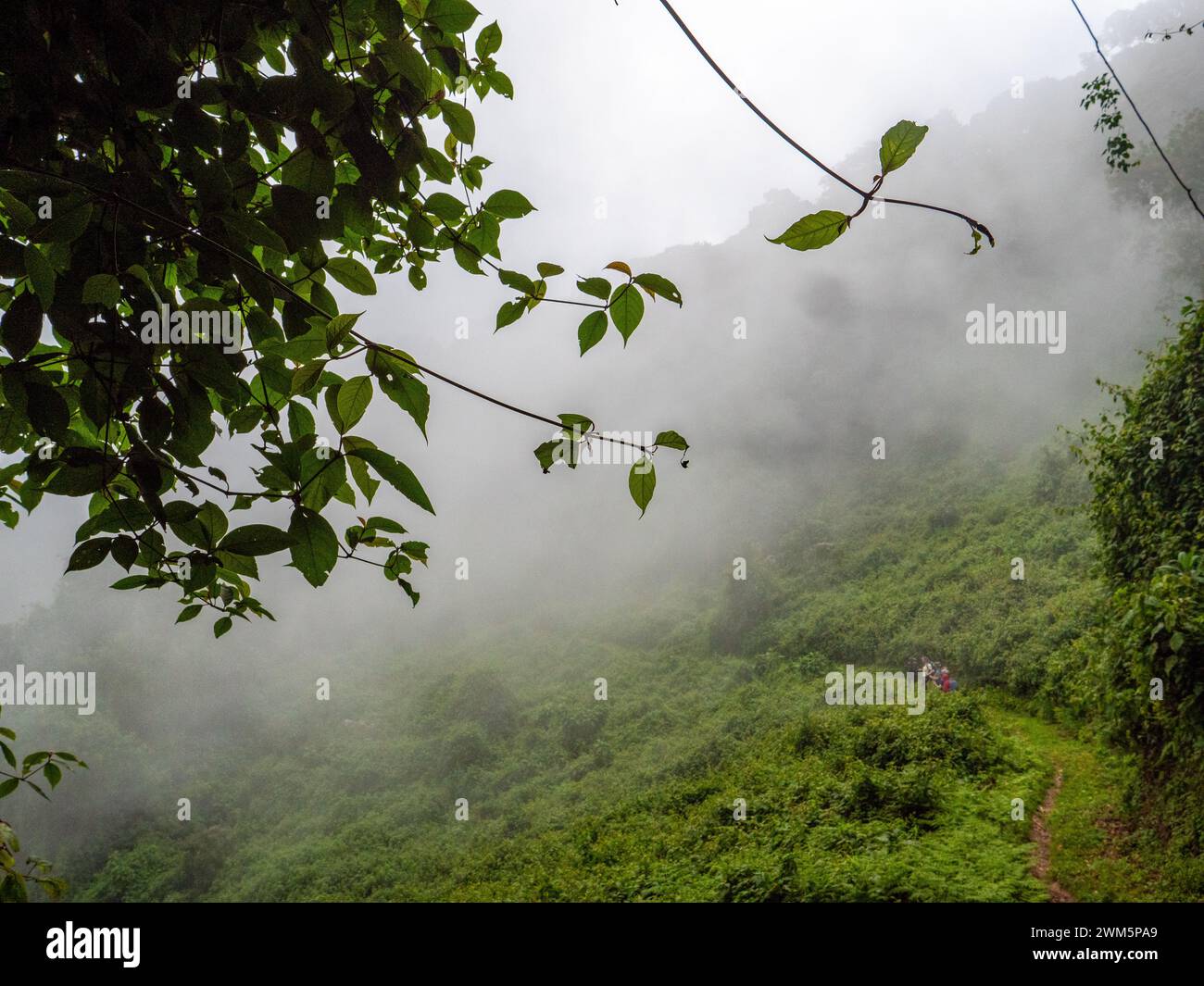 On the Kilembe Trail in the Rwenzori Mountains in Uganda Stock Photo ...