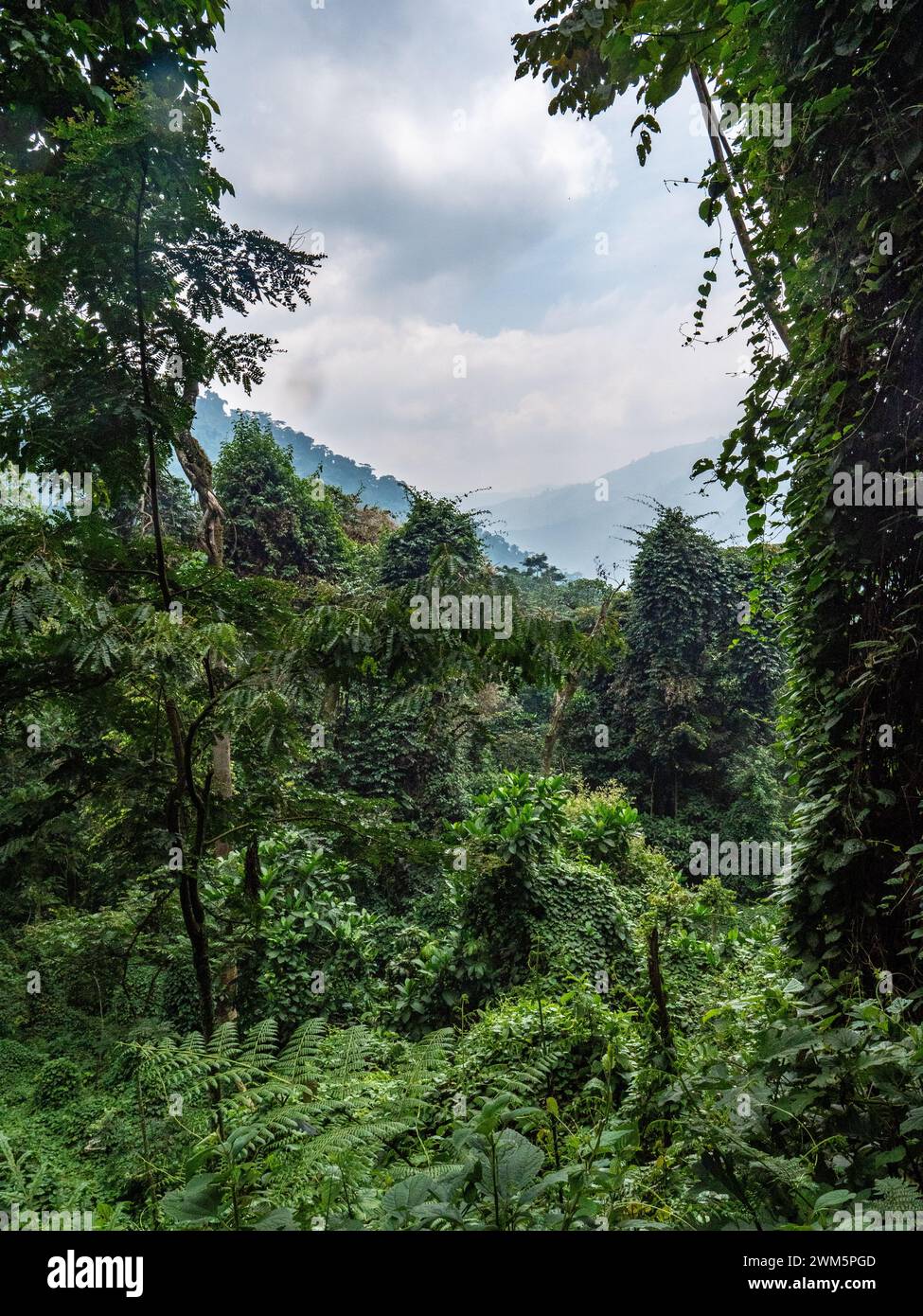On the Kilembe Trail in the Rwenzori Mountains in Uganda Stock Photo ...