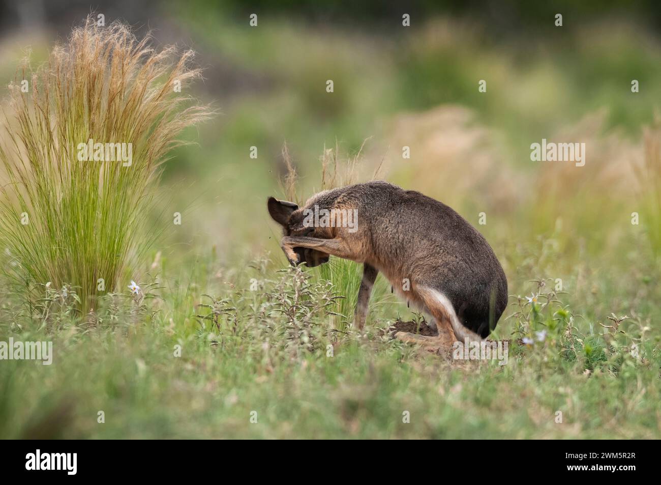Patagonian cavi in grassland environment , La Pampa Province, Patagonia ...