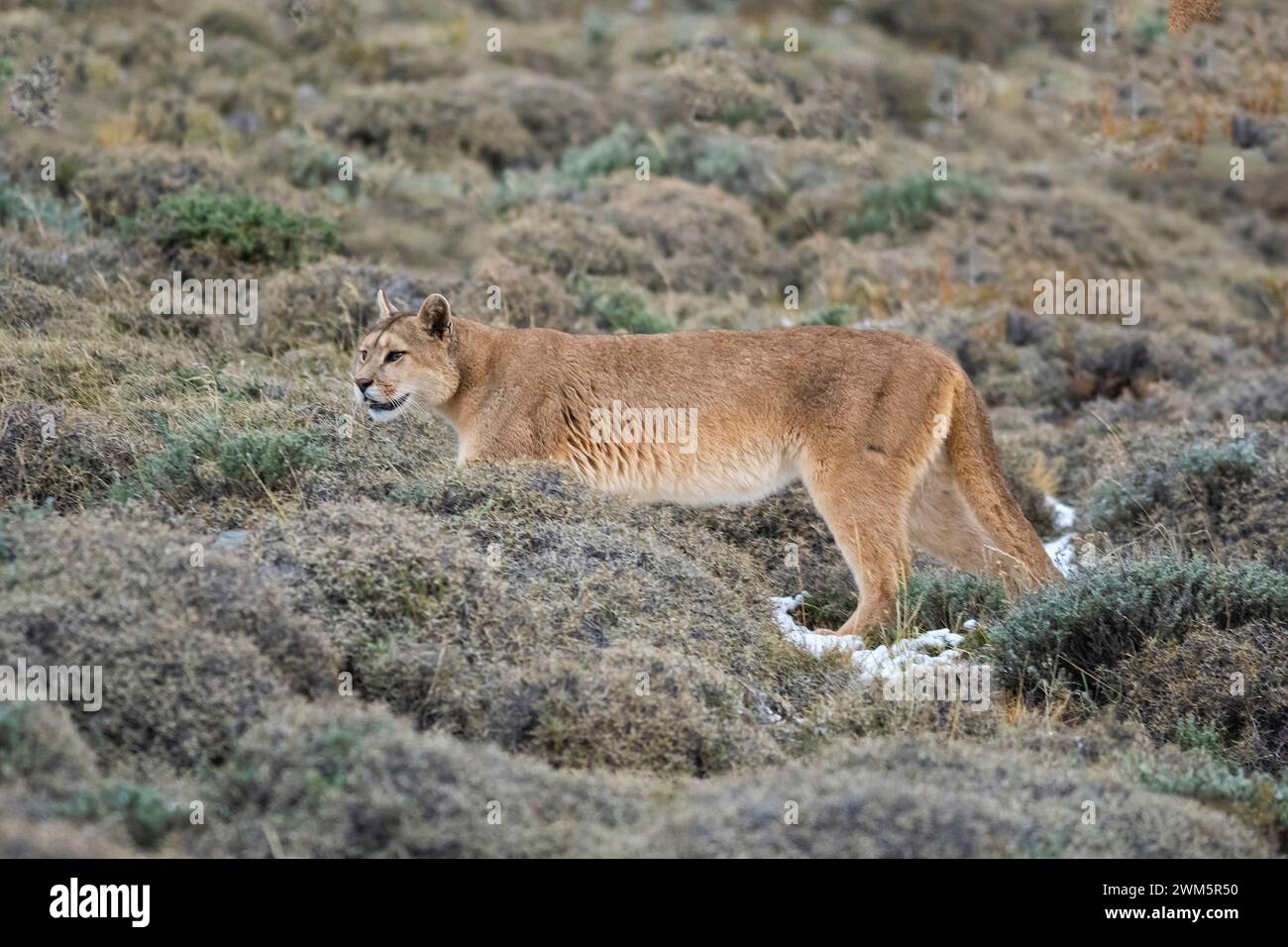 Puma walking in mountain environment, Torres del Paine National Park ...